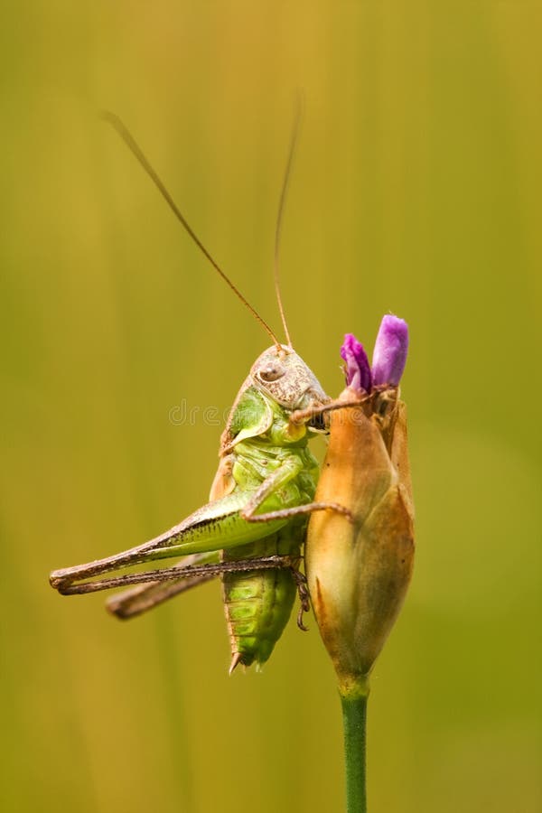 Grasshopper look stock photo. Image of single, wild, detail - 14999938