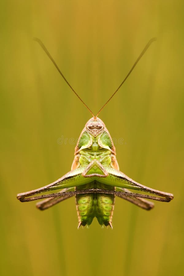 Grasshopper look stock image. Image of locust, foot, animal - 14999965