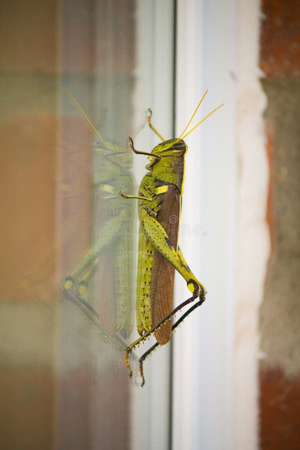 262 Grasshopper Window Stock Photos - Free & Royalty-Free Stock Photos ...
