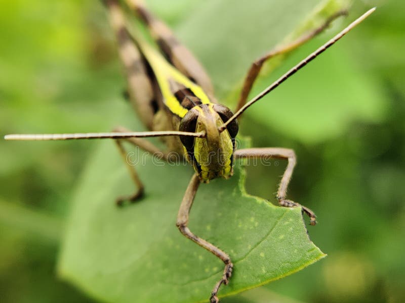 Grasshopper Macro Photography on the Black Background Stock Image ...