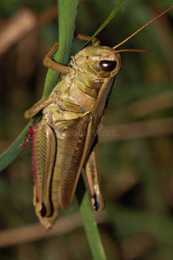 Grasshopper Macro Picture. Image: 3498504