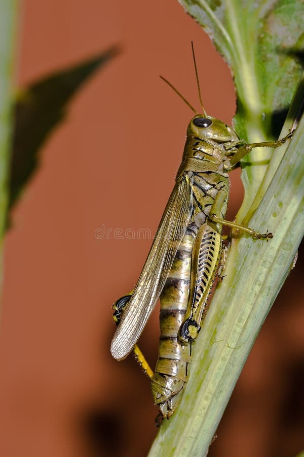 Grasshopper Macro Picture. Image: 3689590