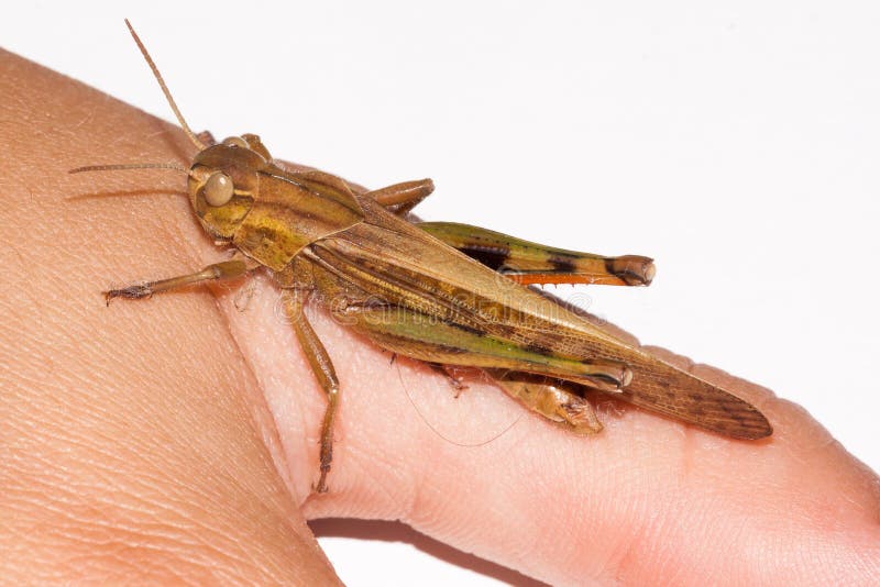 Grasshopper Macro Taken with Macro Lens Stock Image - Image of wildlife ...