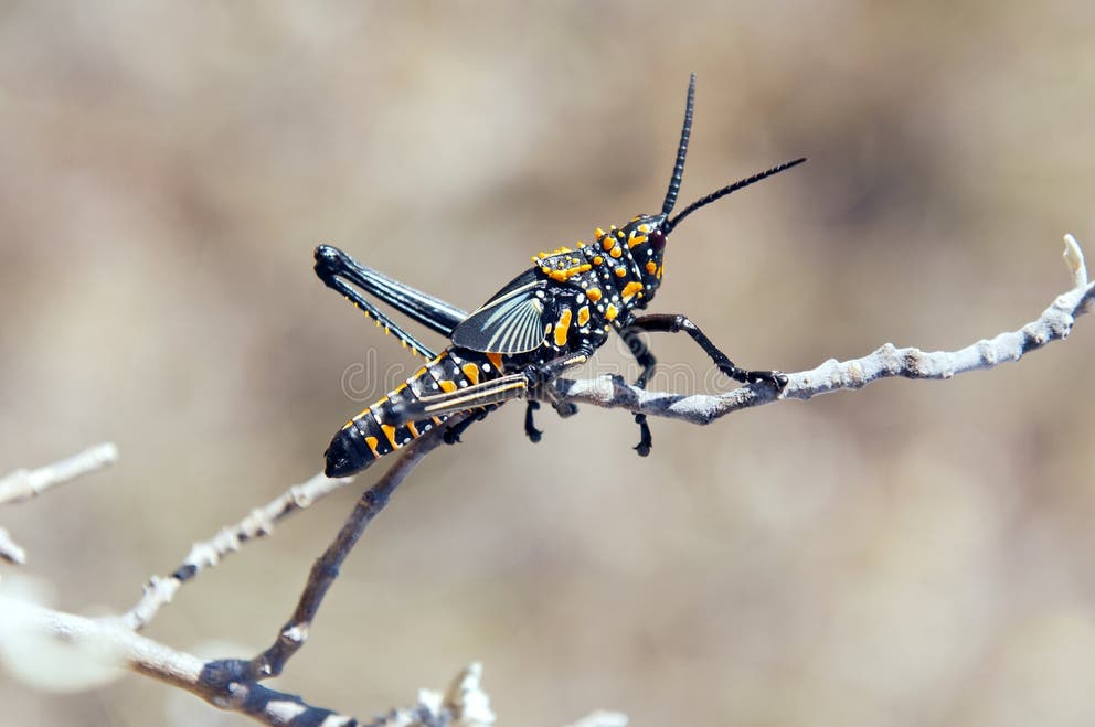 A Grasshopper from Madagascar. Stock Image - Image of black, animal ...