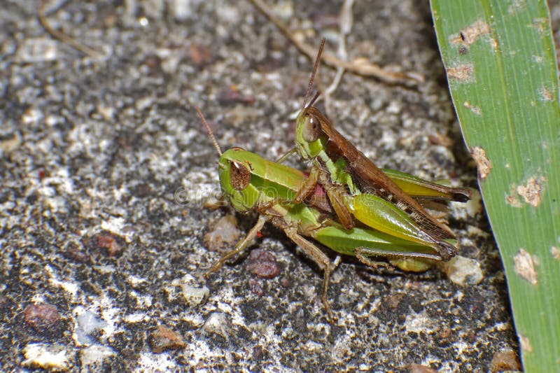 Grasshopper Mating Orthoptera Stock Image - Image of legs, grass: 60089943