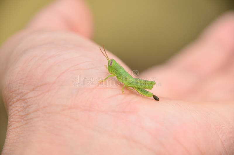 Mini grasshopper stock photo. Image of closeup, abdomen - 37622268