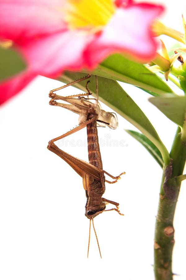 Grasshopper molting stock photo. Image of skin, locust - 81358920