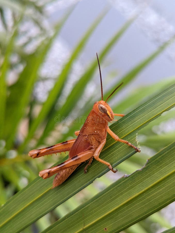 Grasshopper monster stock photo. Image of wildlife, tropical - 264854450