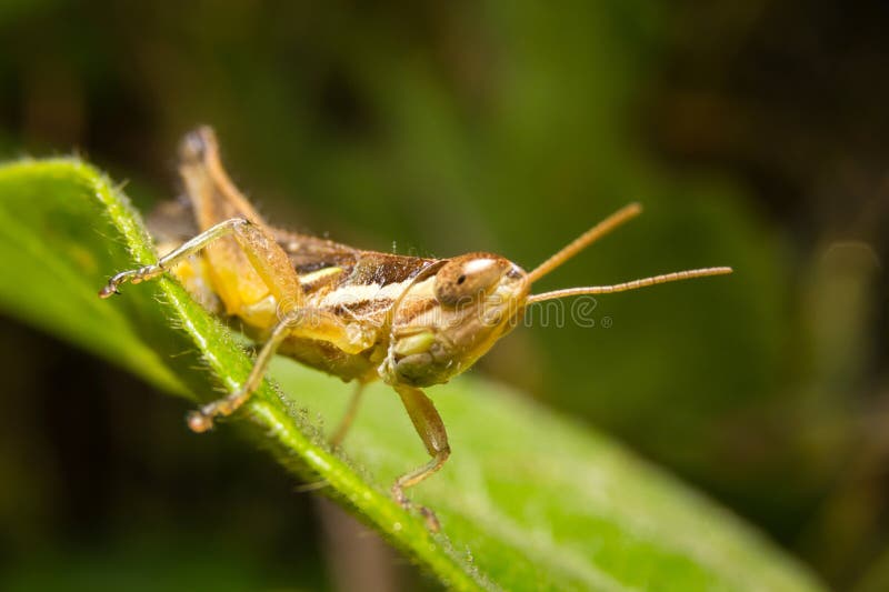 Grasshopper on Nature Leaves As Background Stock Image - Image of back ...