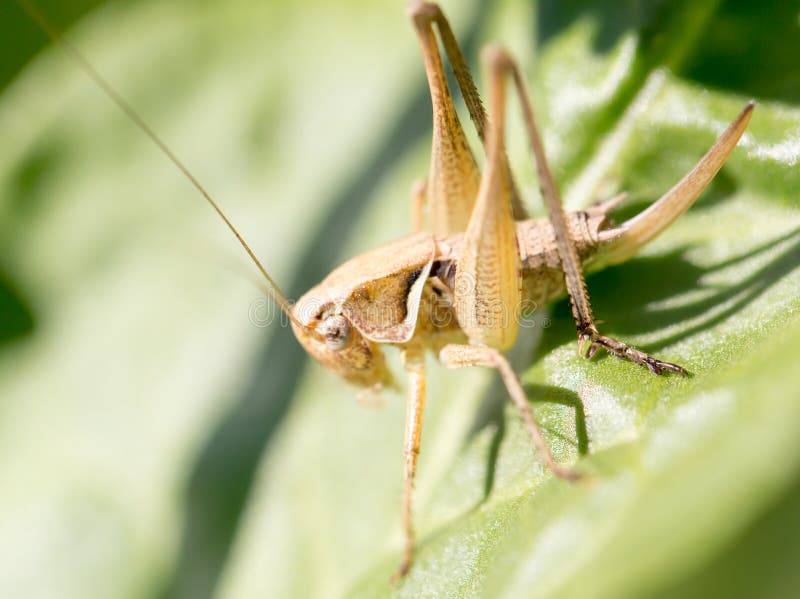 Grasshopper in Nature. Macro Stock Photo - Image of dark, insect: 104182250 Grasshopper in Nature. Macro Stock Photo - Image of dark, insect: 104182250