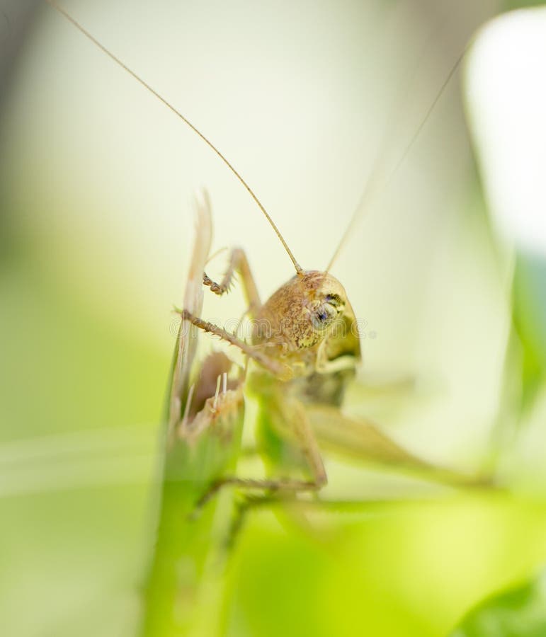 Grasshopper in Nature. Macro Stock Photo - Image of leaf, cute: 100547638 Grasshopper in Nature. Macro Stock Photo - Image of leaf, cute: 100547638