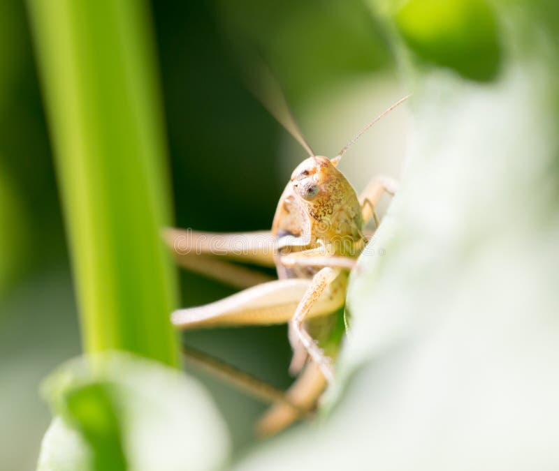 Grasshopper in Nature. Macro Stock Photo - Image of insect, caelifera ... Grasshopper in Nature. Macro Stock Photo - Image of insect, caelifera ...