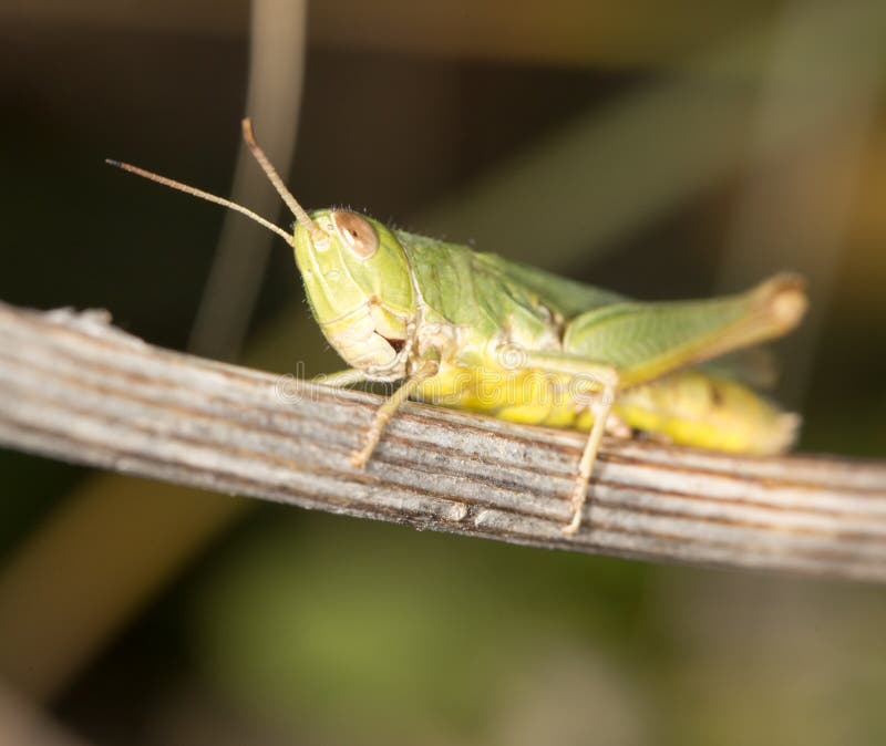 Grasshopper in nature stock photo. Image of turkey, grasshopper - 100408080