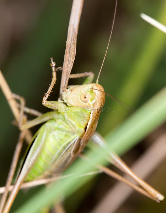 Grasshopper in nature stock image. Image of people, travel - 106776951