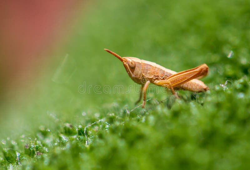 Grasshopper in Nature in Spring Stock Photo - Image of outdoor, macro ...