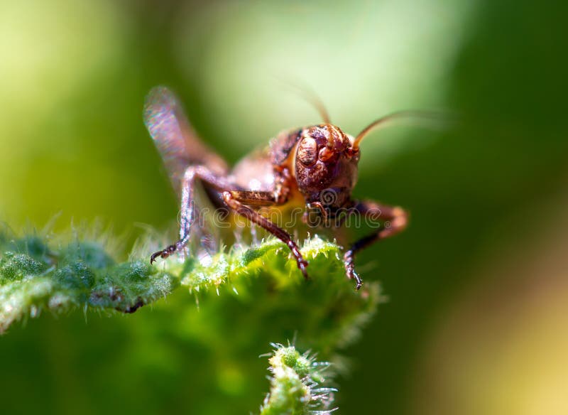 Grasshopper in Nature in Spring Stock Photo - Image of macro, detail ...
