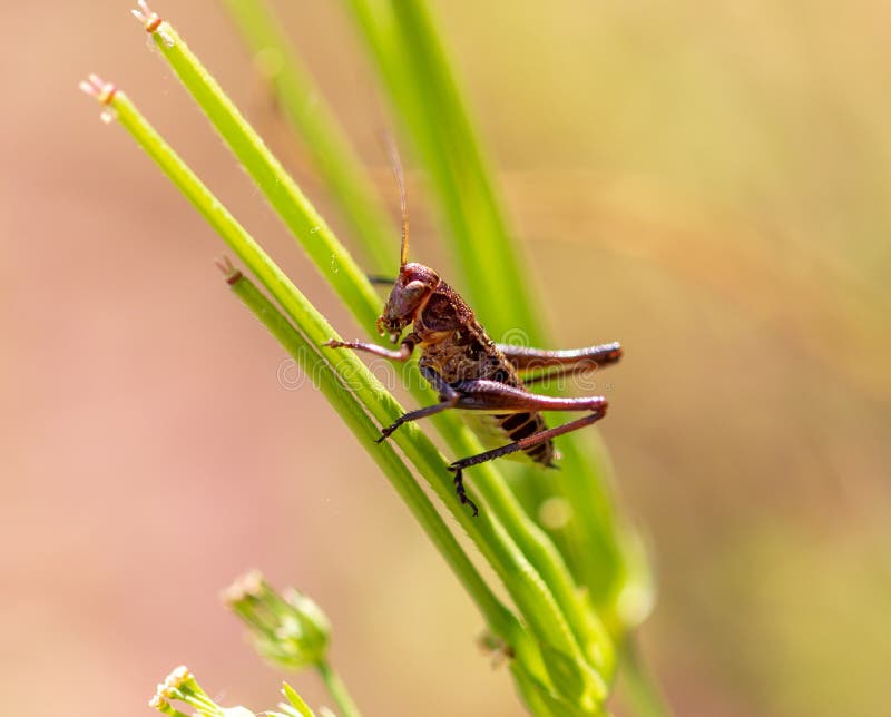 Grasshopper in Nature in Spring Stock Photo - Image of macro, wild ...