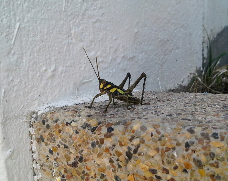 Grasshopper stock image. Image of grass, ready, grasshopper - 98120133