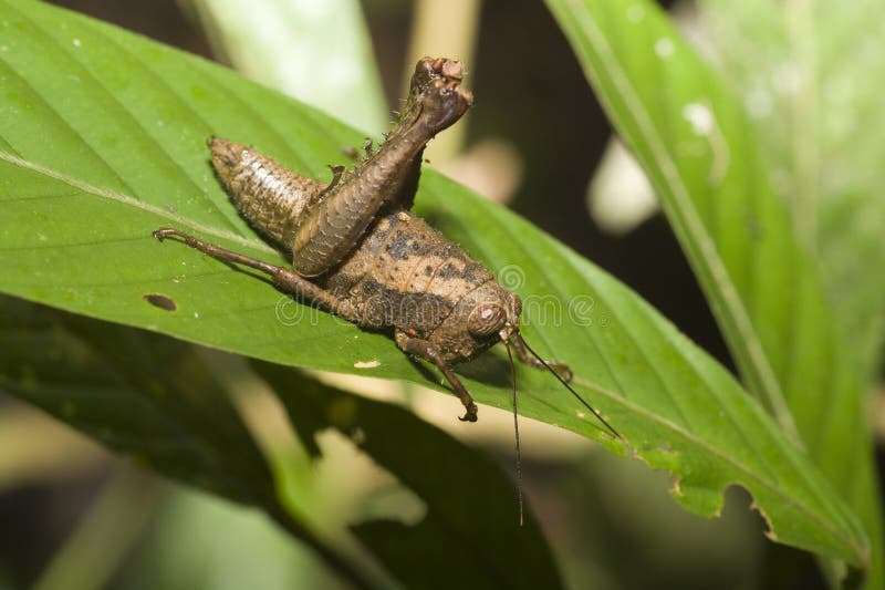 Grasshopper at Night in the Rainforest Stock Photo - Image of ...