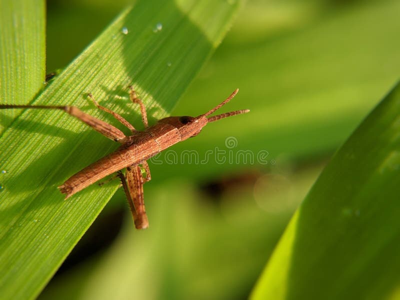The Grasshopper Nymph Oxya is Perching on the Leaves, this Insect is ...
