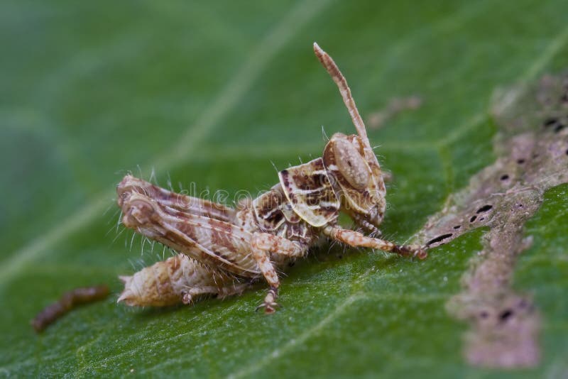 Grasshopper Poop