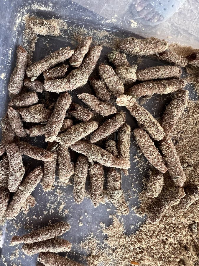 Grasshopper Patanga , Bombay Locust Farm. Stock Photo - Image of grass ...
