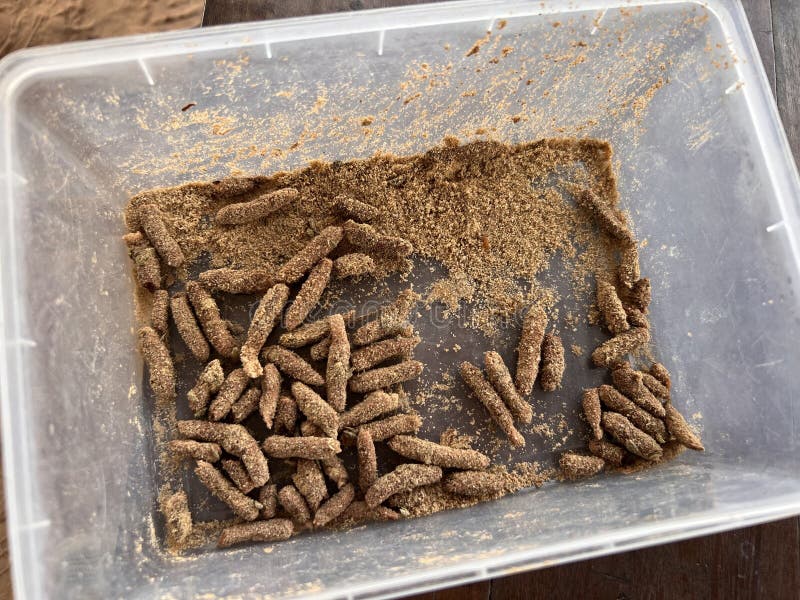 Grasshopper Patanga , Bombay Locust Farm. Stock Image - Image of leaf ...