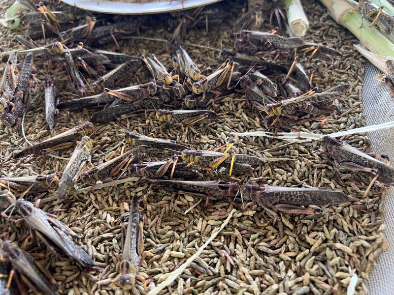 Grasshopper Patanga , Bombay Locust Farm. Stock Photo - Image of ...