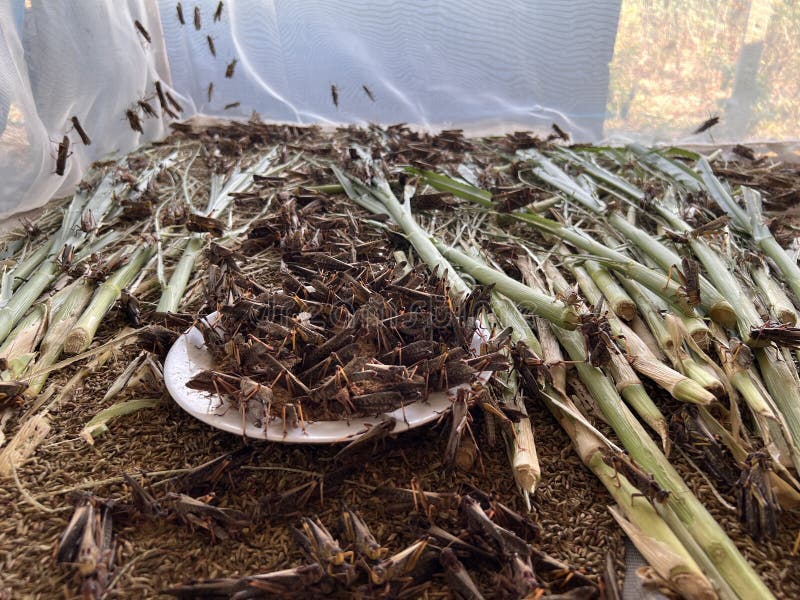 Grasshopper Patanga , Bombay Locust Farm. Stock Photo - Image of jump ...