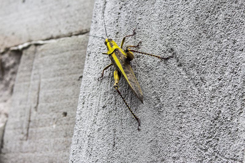 Grasshopper Perched on a Wall Stock Image - Image of close, antennae ...