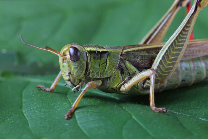 Top And Side View Of Grasshopper Stock Photo - Image of jump, close ...