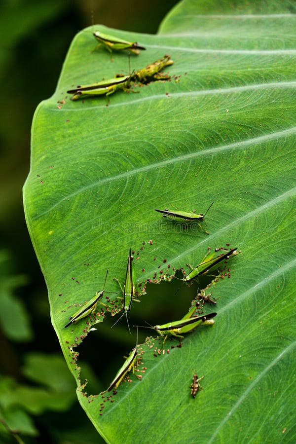 Grasshopper stock photo. Image of grasshopper, flowers - 346600714