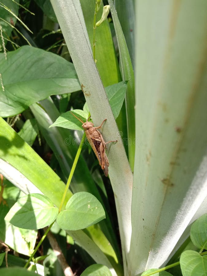 Grasshopper on Pineapple Fruit Leaves Stock Photo - Image of insect ...