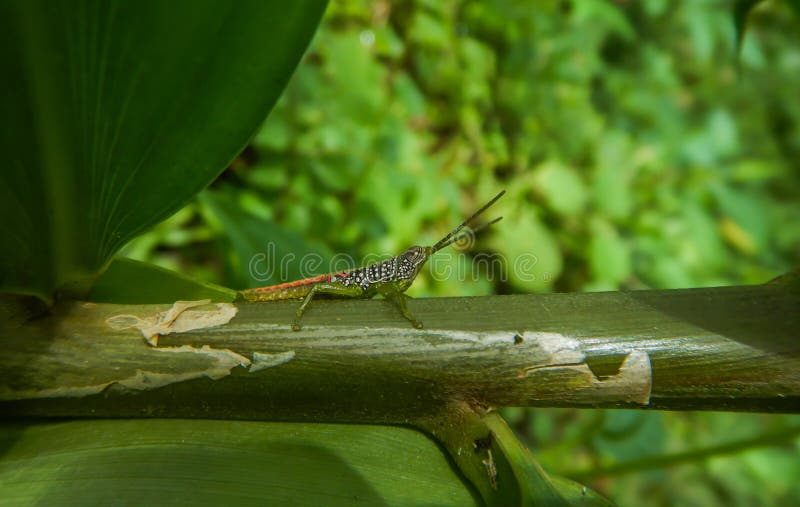 Grasshopper on a Plant, Caelifera Stock Photo - Image of grasshopper ...