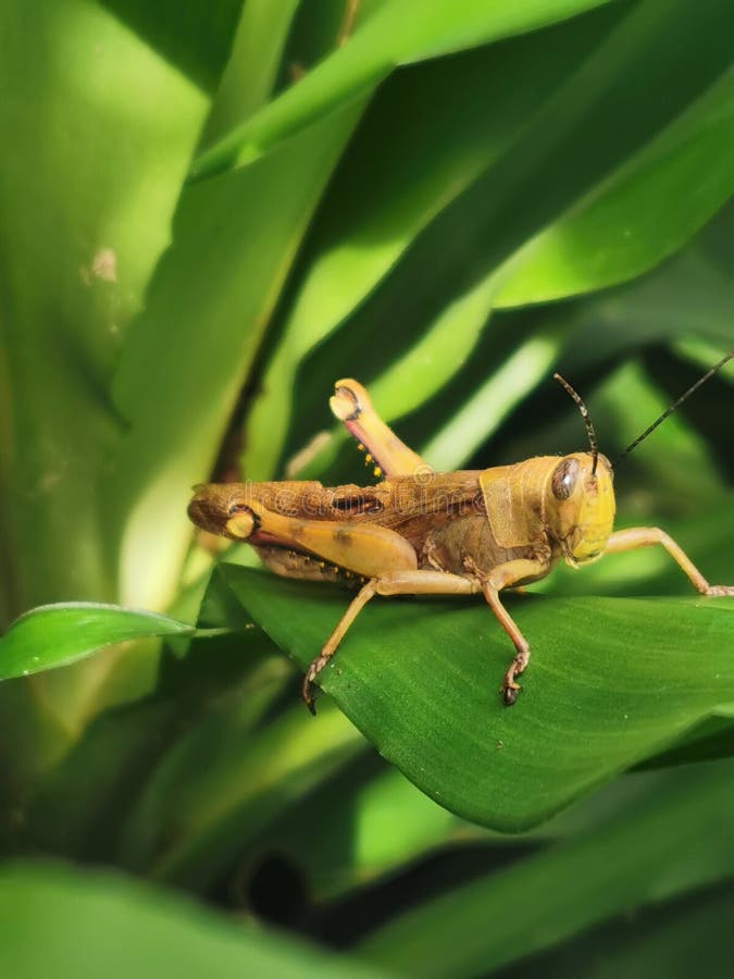 Grasshopper, Plant and Vegetable Pests Stock Image - Image of ...