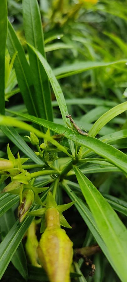 Grasshopper Play in Flowers Leaf Stock Photo - Image of wildflower ...