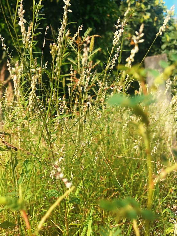 A Grasshopper Point of View Stock Image - Image of grasshopper, view ...