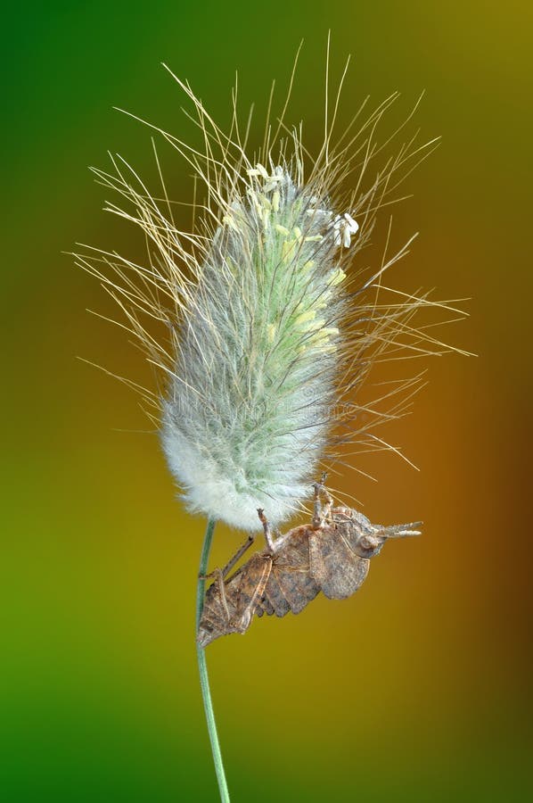 Pamphagidae Stock Photos - Free & Royalty-Free Stock Photos from Dreamstime