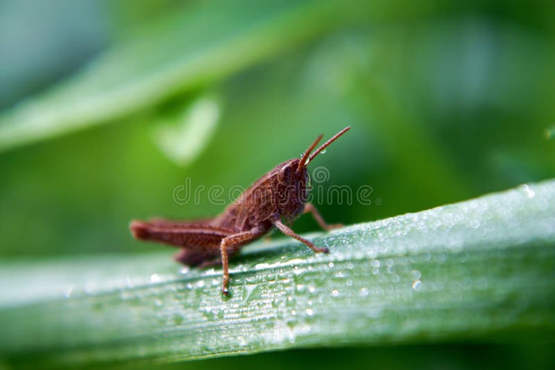 Grasshopper in the Rain stock image. Image of biology - 14182159