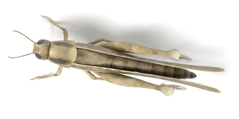 Grasshopper stock illustration. Illustration of grasshopper - 92037806