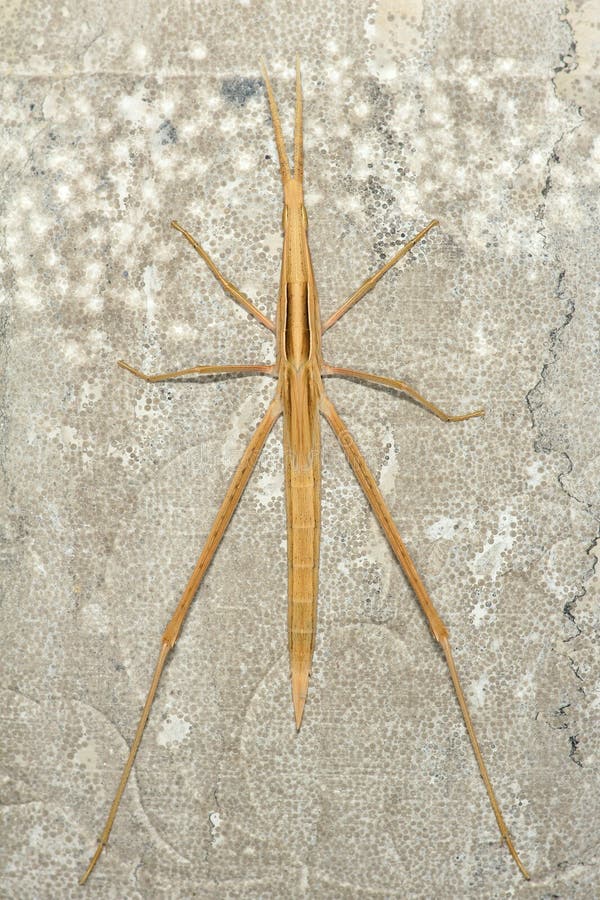 Grasshopper stock image. Image of brown, macro, locust - 43299537