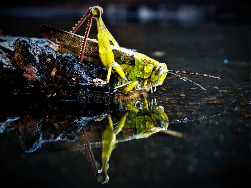 The Grasshopper is Reflecting on the Water Stock Photo - Image of glass ...