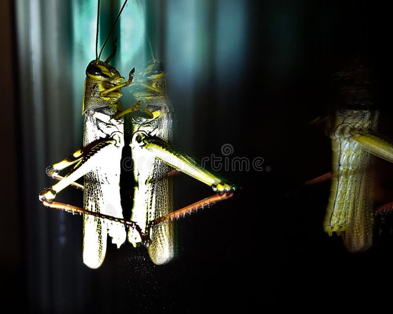 Grasshopper with Reflection in Glass at Night Stock Photo - Image of ...