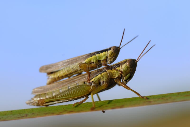 Grasshopper reproduction stock photo. Image of colours - 6727830