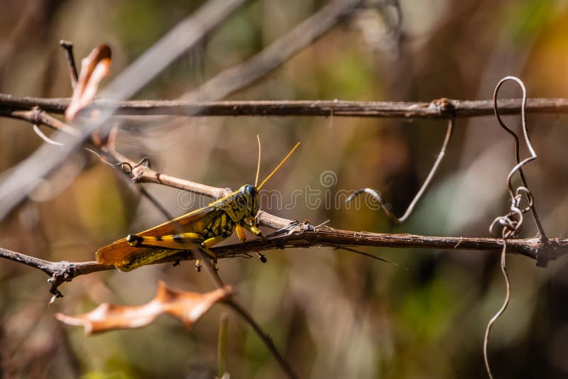 Grasshopper in fall garden stock image. Image of green - 77590055
