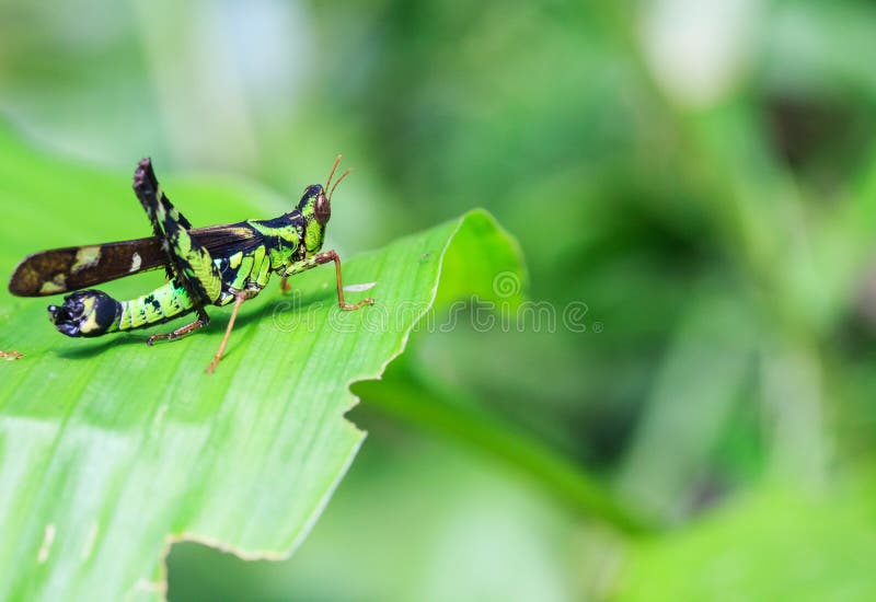 Grasshopper Resting Inside a Leaf. Stock Photo - Image of canadian ...