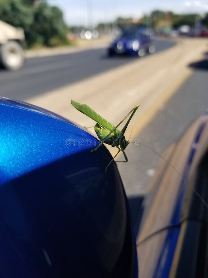Grasshopper stock image. Image of wildride, crazy, grasshopper - 165801855