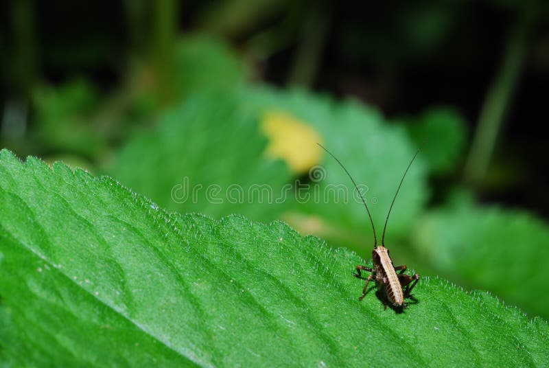Grasshopper right stock image. Image of wildlife, animal - 31434931