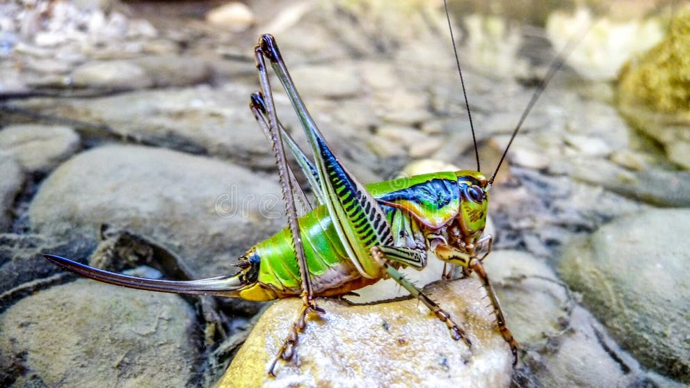 Grasshopper on a rock stock image. Image of rock, sitting - 61993233