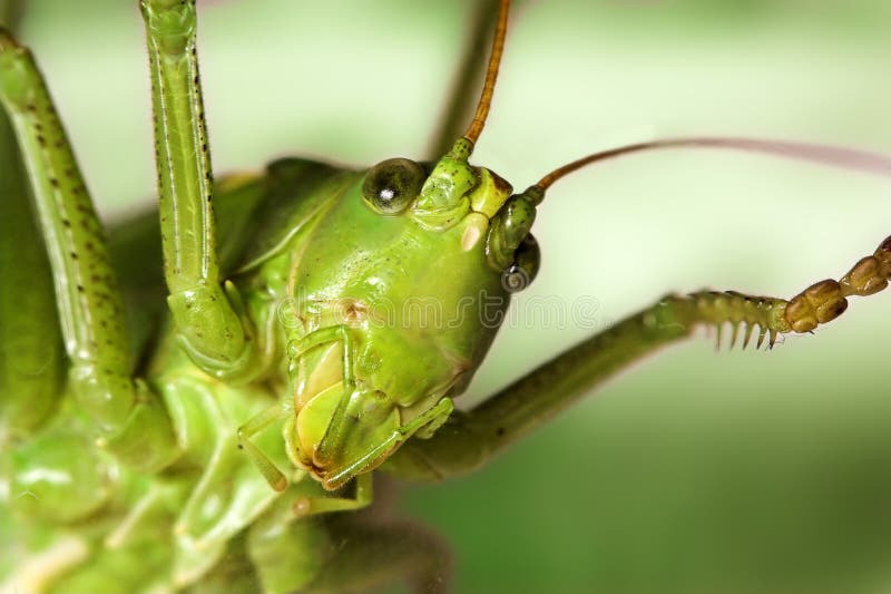 Grasshopper s face stock image. Image of bushcricket, grasshoppers - 841729